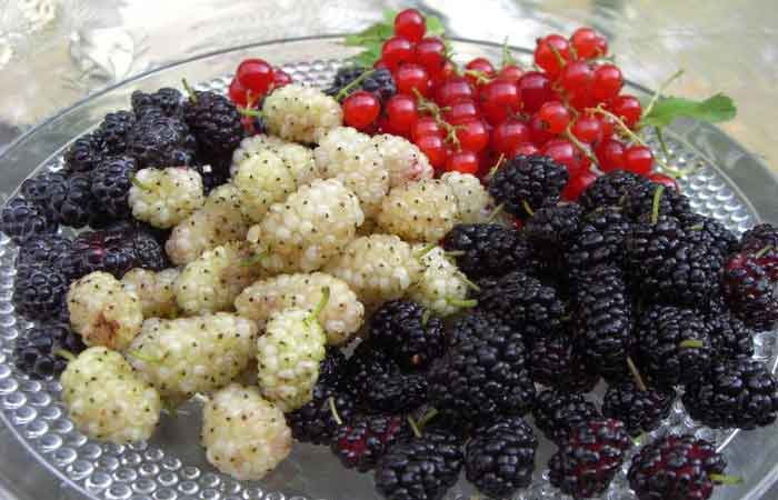 کالری توت؛ هر ۱۰۰ گرم توت تازه و خشک چند کالری دارد؟ - ستاره