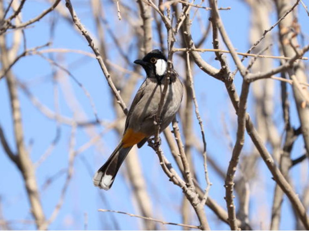 آشنایی با انواع بلبل؛ زیستگاه، مشخصات ظاهری و تغذیه آن ها - ستاره