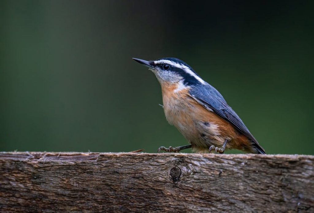 آشنایی با انواع بلبل؛ زیستگاه، مشخصات ظاهری و تغذیه آن ها - ستاره