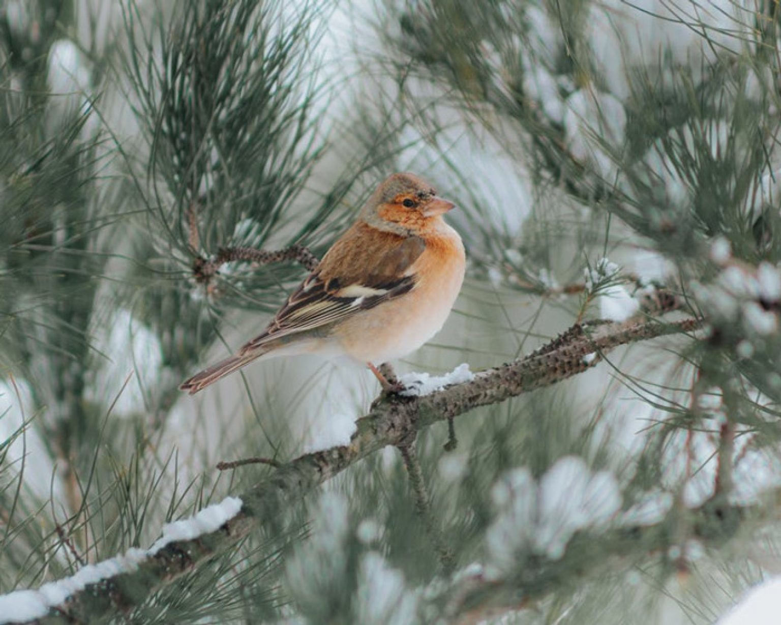آشنایی با انواع بلبل؛ زیستگاه، مشخصات ظاهری و تغذیه آن ها - ستاره