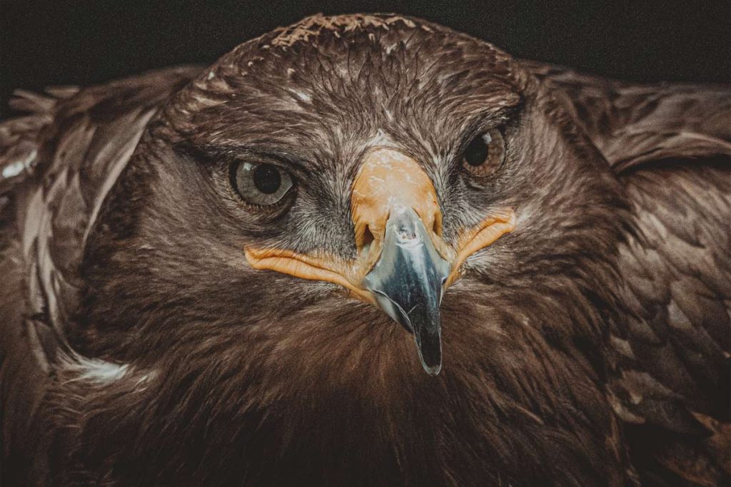 آشنایی با عقاب (مشخصات ظاهری، زیستگاه و تغذیه)، پادشاه پرندگان در آسمان ...