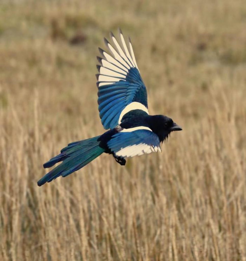 آشنایی با پرنده زاغ و رمز و راز زندگی مخوف آنها - ستاره