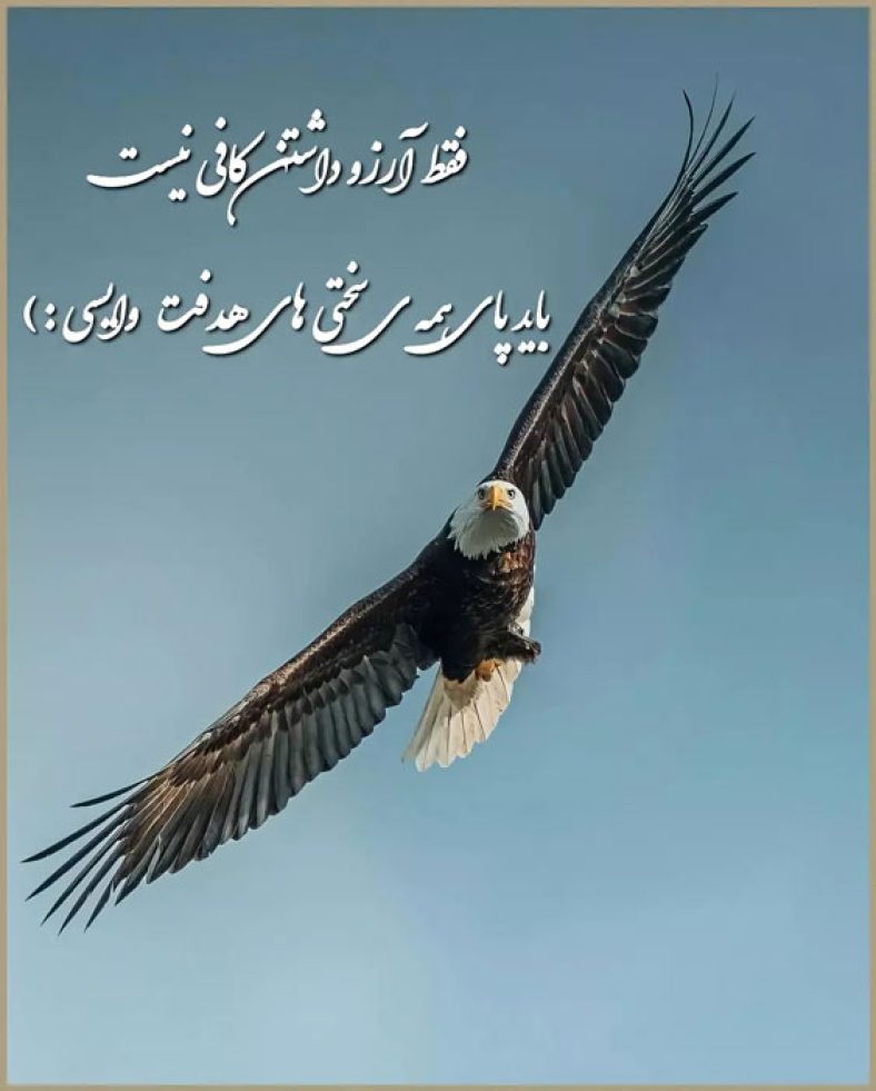 ۵۰ شعر و متن در مورد عقاب و پرواز عقاب، بسیار زیبا - ستاره