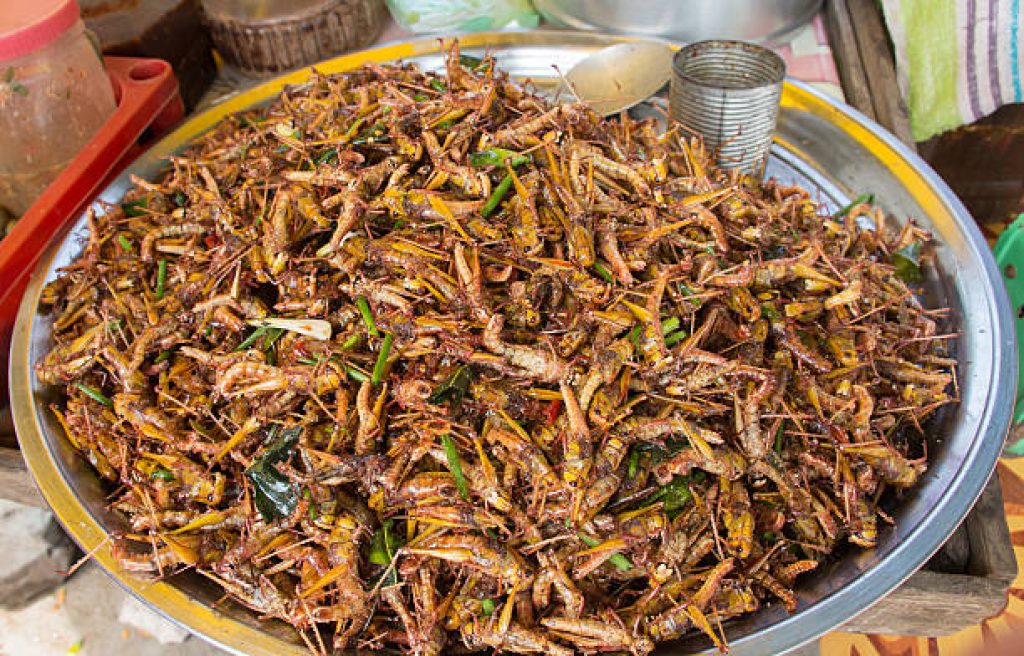 آشنایی با «ملخ»؛ تغذیه، تولیدمثل، مزایا و معایب - ستاره