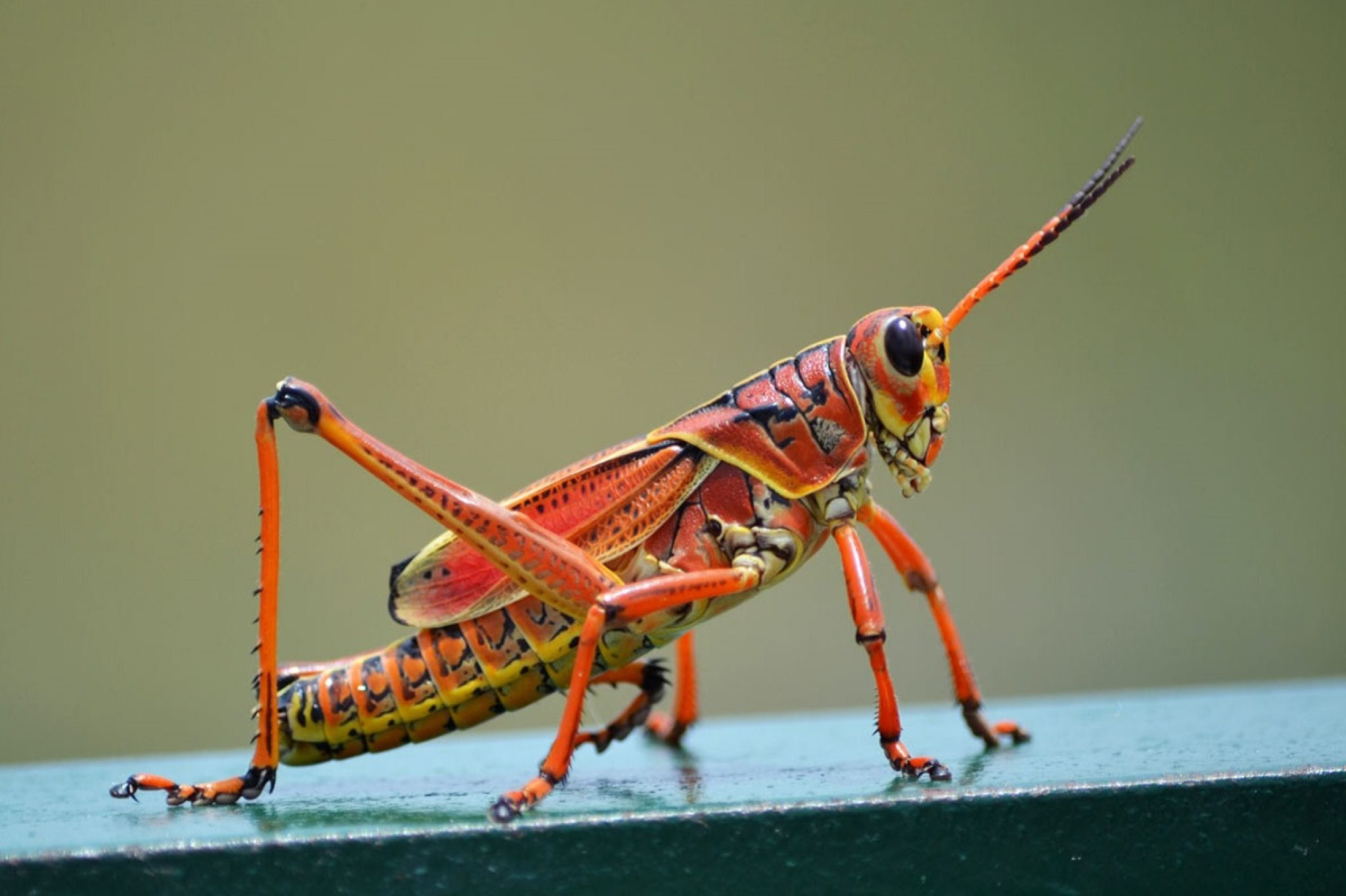 آشنایی با «ملخ»؛ تغذیه، تولیدمثل، مزایا و معایب - ستاره