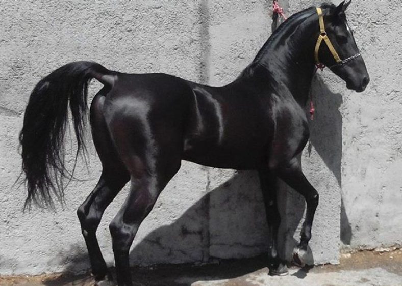 معرفی بهترین و معروف ترین نژاد اسب ها در ایران و جهان - ستاره