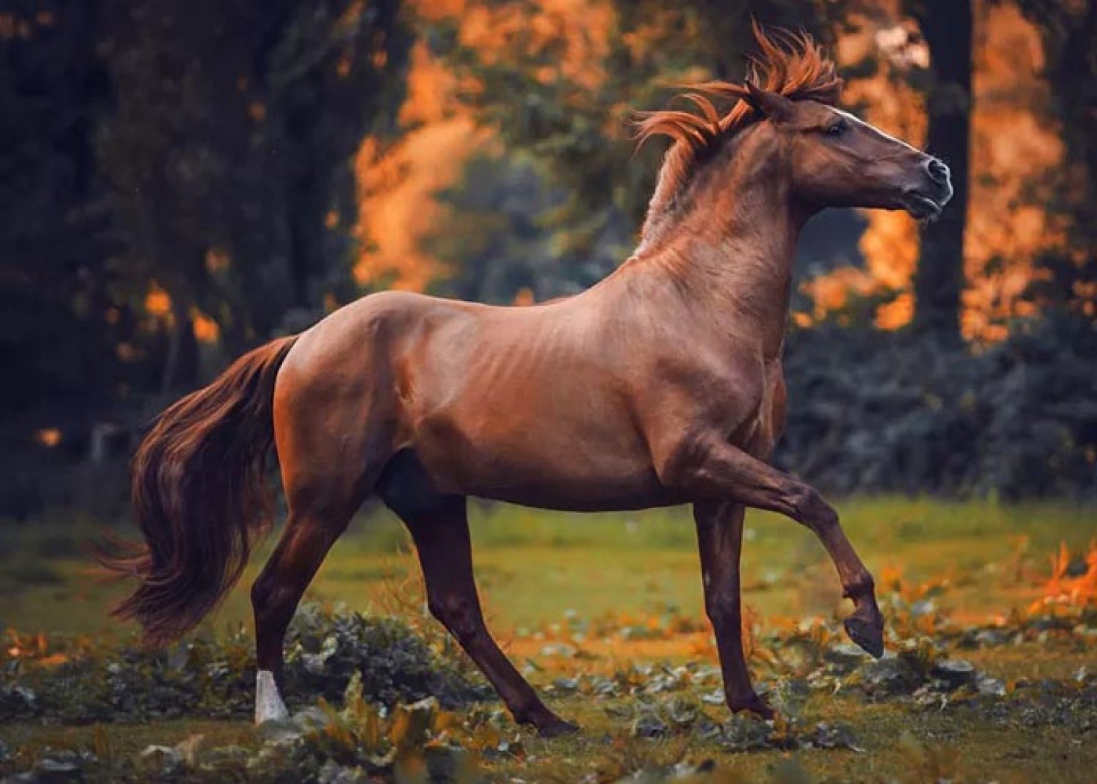 معرفی بهترین و معروف ترین نژاد اسب ها در ایران و جهان - ستاره