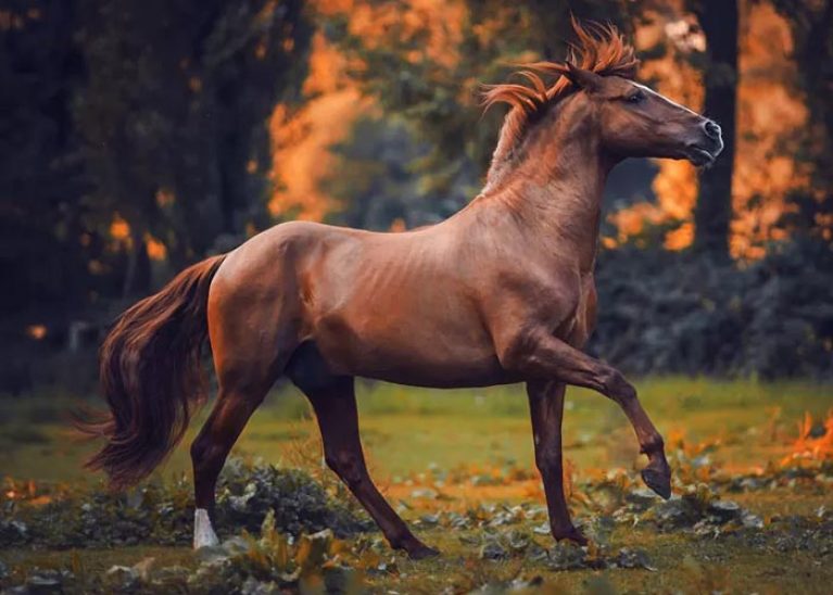 معرفی بهترین و معروف ترین نژاد اسب ها در ایران و جهان - ستاره