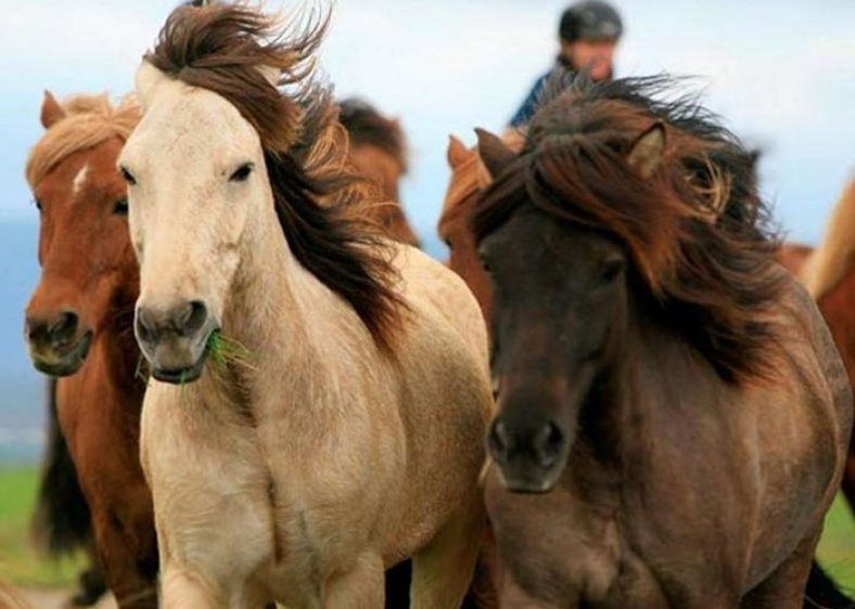 معرفی بهترین و معروف ترین نژاد اسب ها در ایران و جهان - ستاره